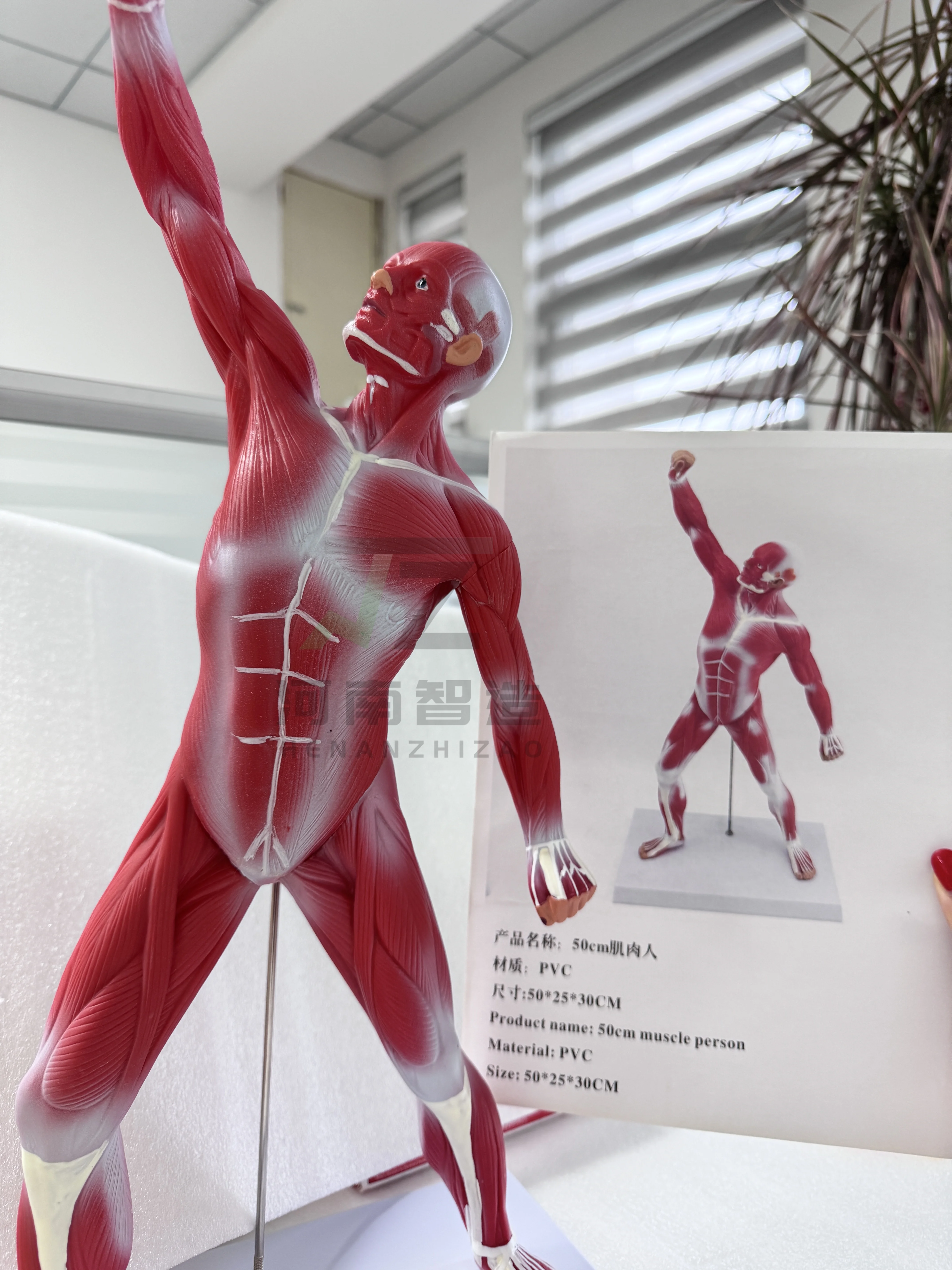 Modelo muscular de anatomia médica humana de 50 cm 1 parte - HFG 3D