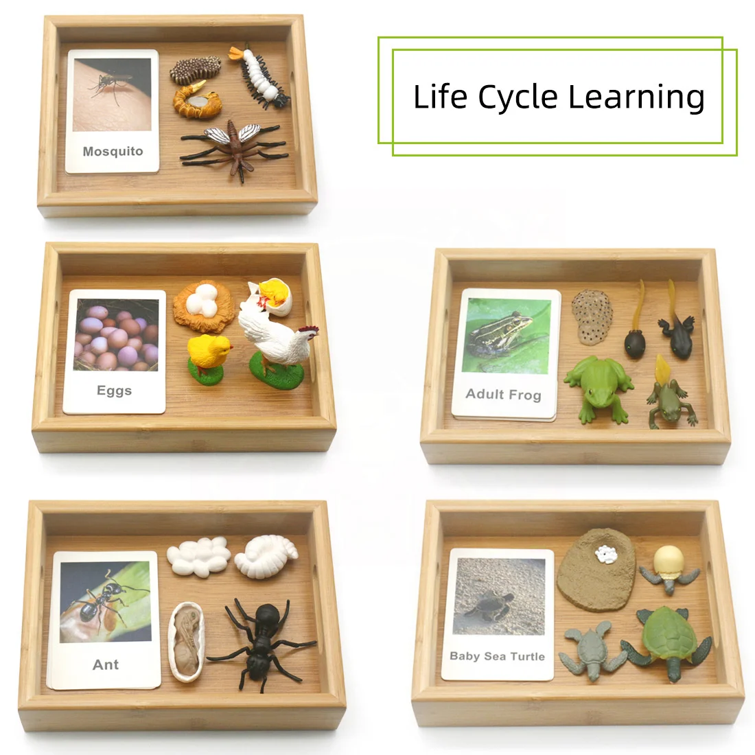 Animal Life Cycle Flash Cards | Animal Montessori Life Cycle ...