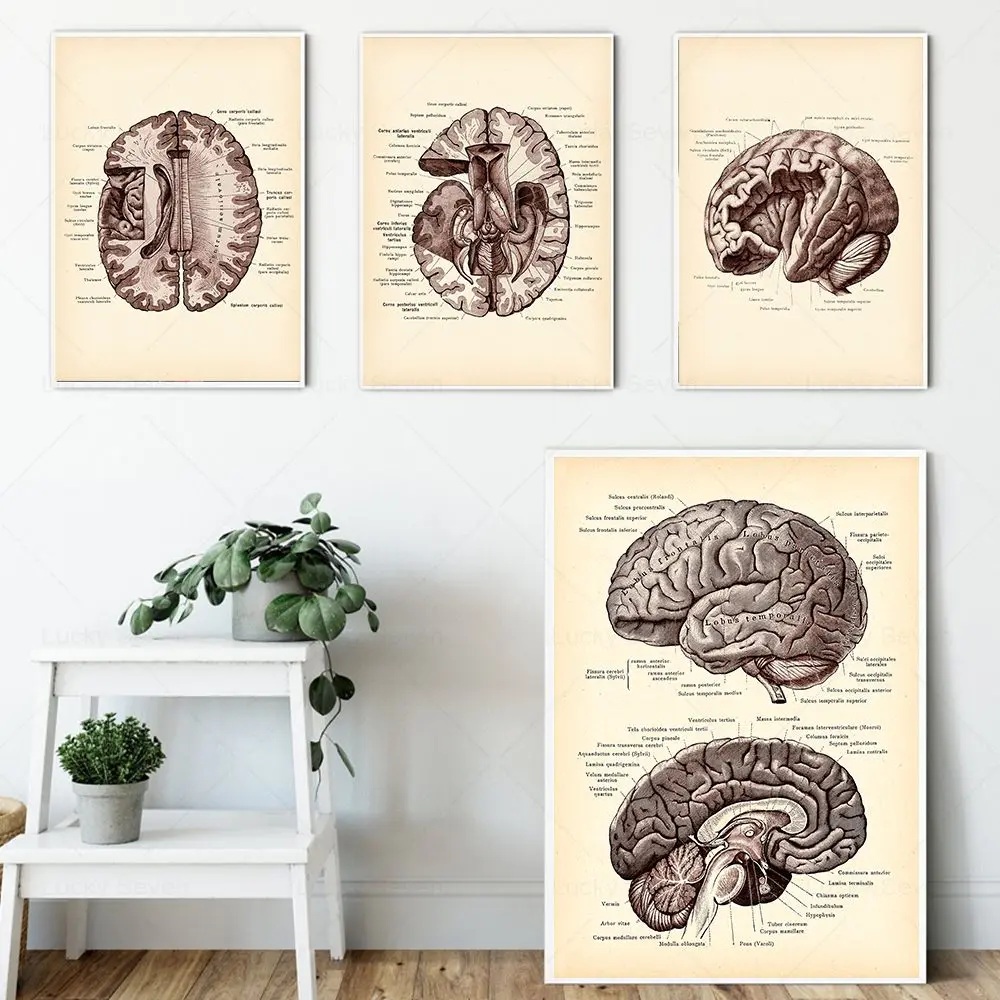 Vintage Human Head Anatomy Art Poster Medical Wall Picture Brain ...
