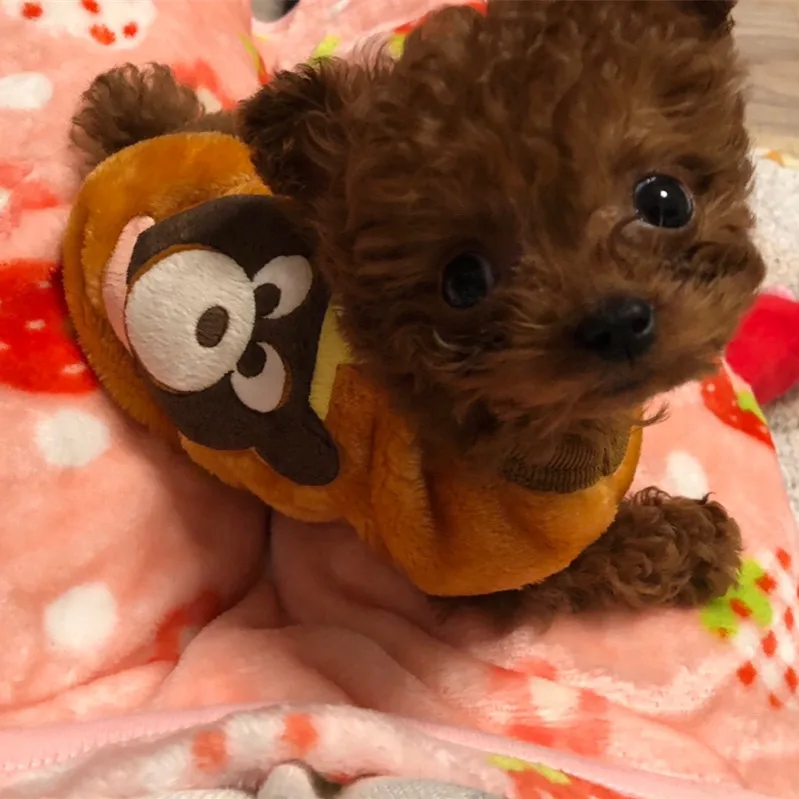 Teacup Yorkie Sweater: A Warm Touch For Your Teacup Puppy