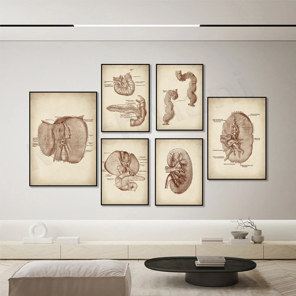 Vintage-Anatomy-Art-Art-Anatomy-Anatomy-Rectum-Anatomy-Anatomy.jpg