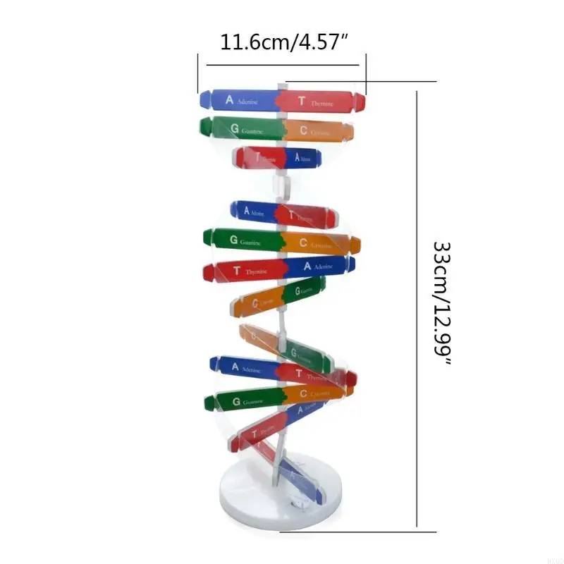 BX0D Assembly DNA Model Double Structure For Preschools Toddler Science ...