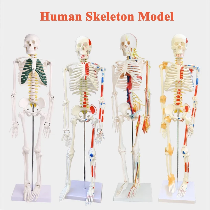 Insan-iskelet-modeli-insan-Vertebral-yap-s-t-bbi-kemikler-kas-anatomisi ...