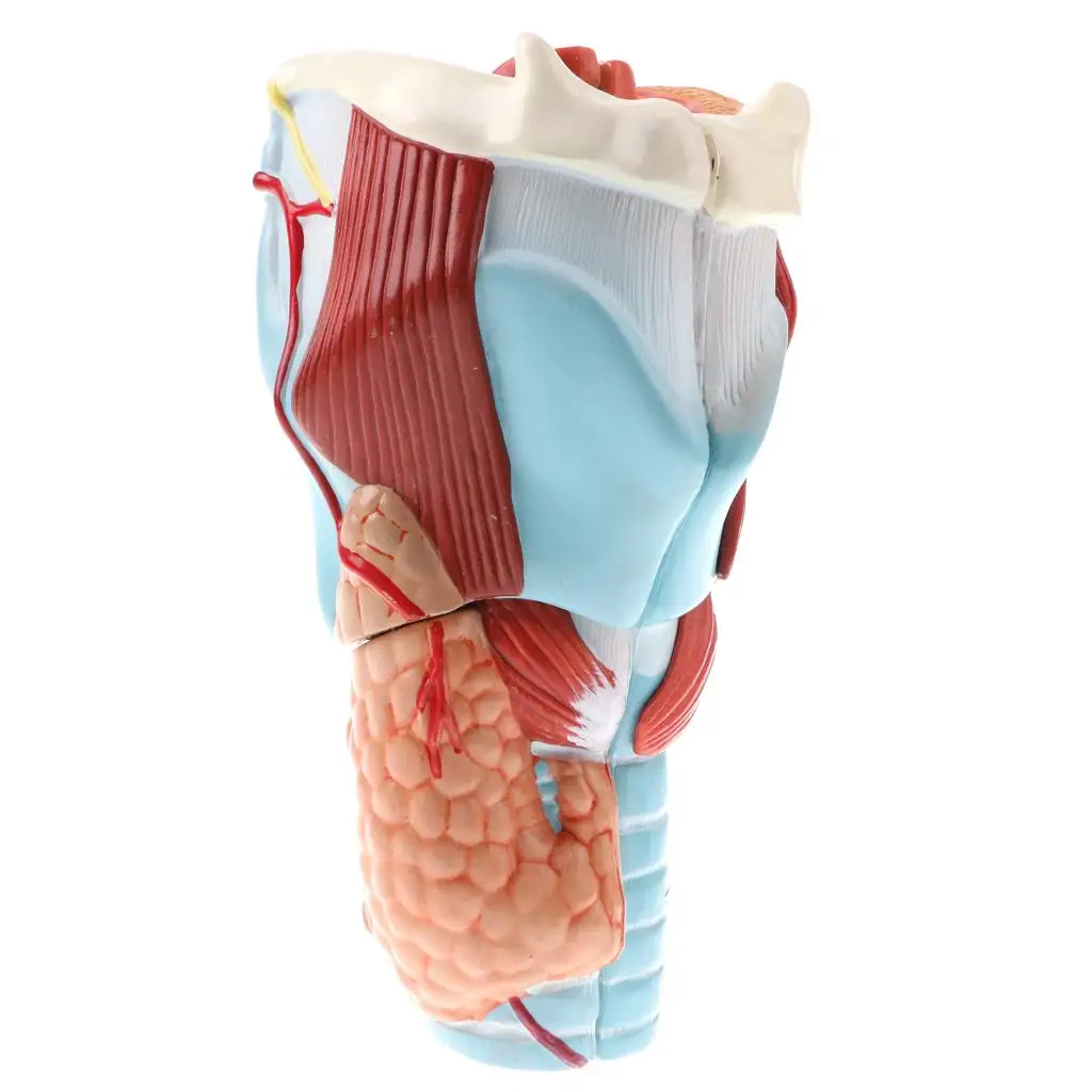 Pharynx Model
