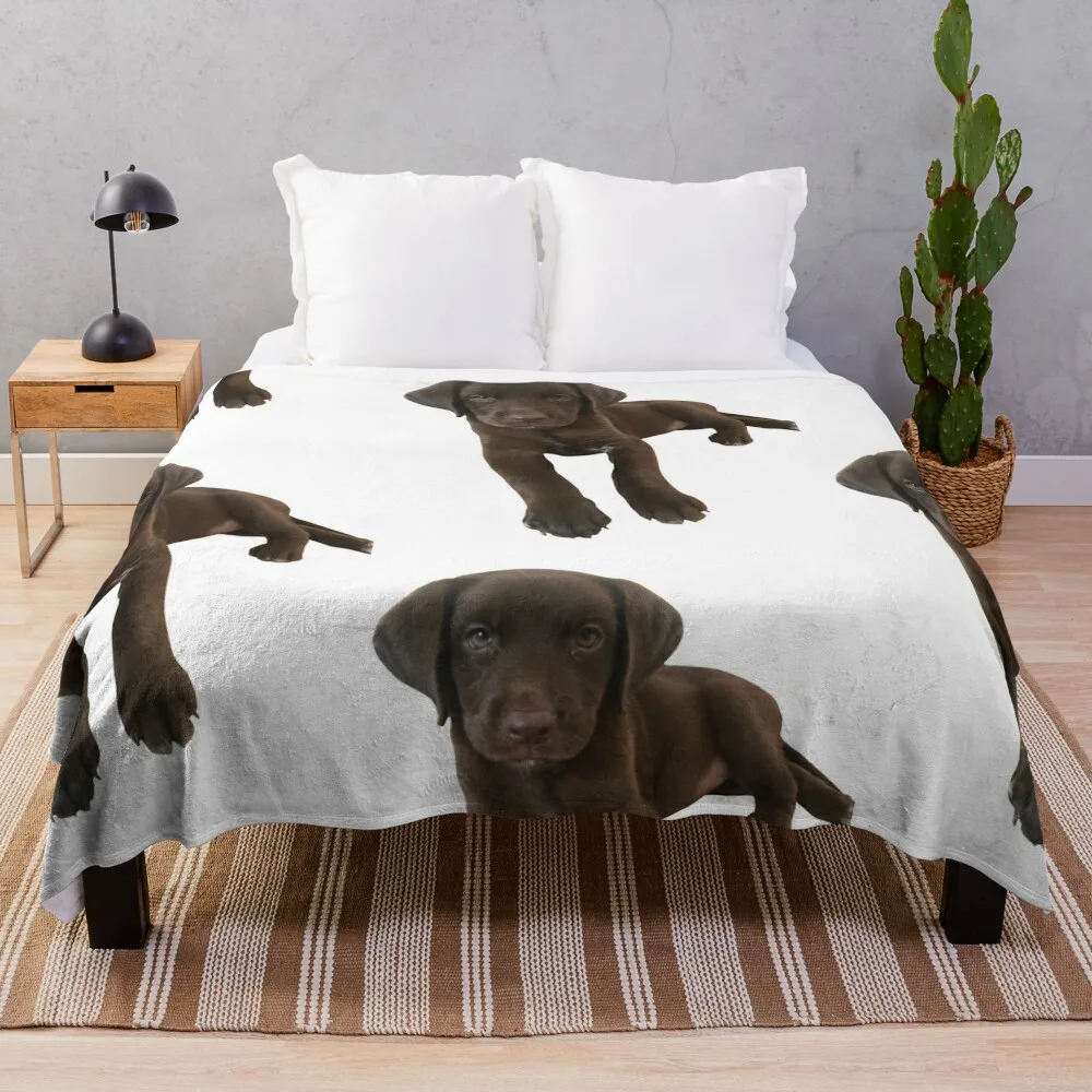 Chocolate Labrador Blanket - Classic Shop