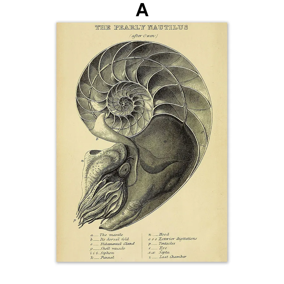 Nautilus Anatomy