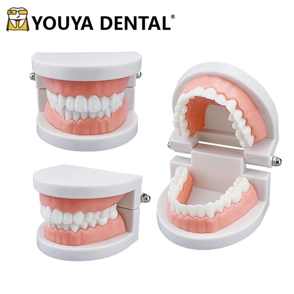 Standard-28-Tooth-Teeth-Teaching-Model-Children-s-Teeth-Brushing-Model ...