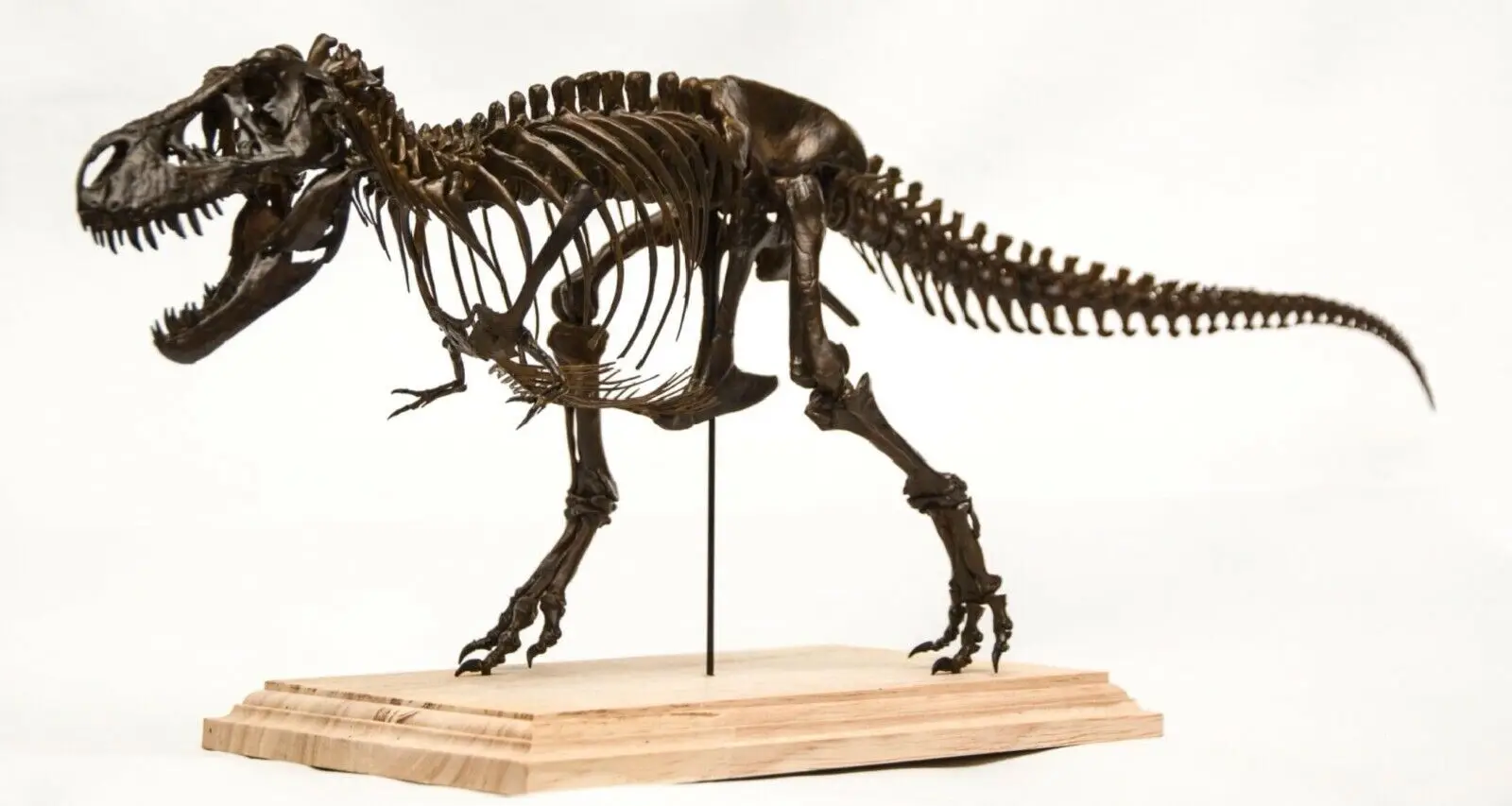 Tyrannosaurus Skeleton Model