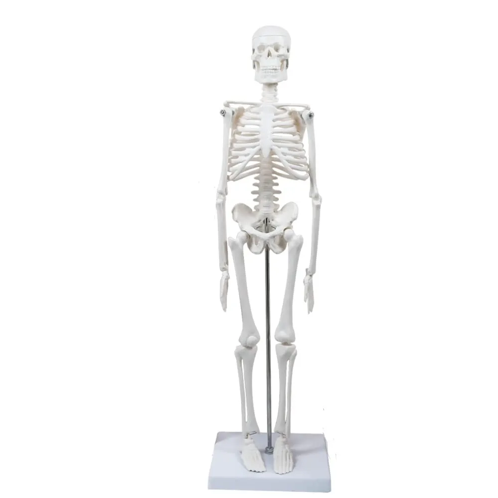 45CM-Human-Skeleton-Model-Anatomical-Anatomy-human-Flexible-Medical ...