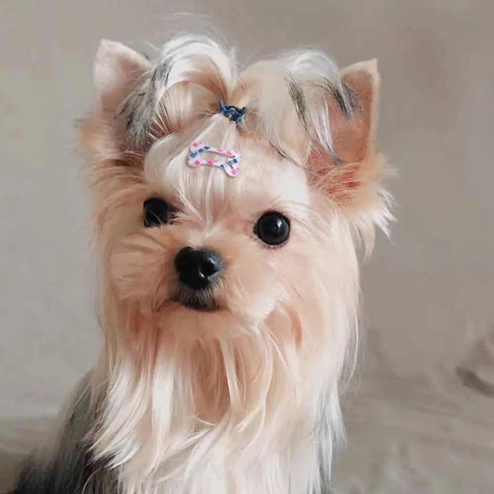 Universal 10pcs Cute Bone Shape Colorful Hair Clip Dog Hairpin Pet ...