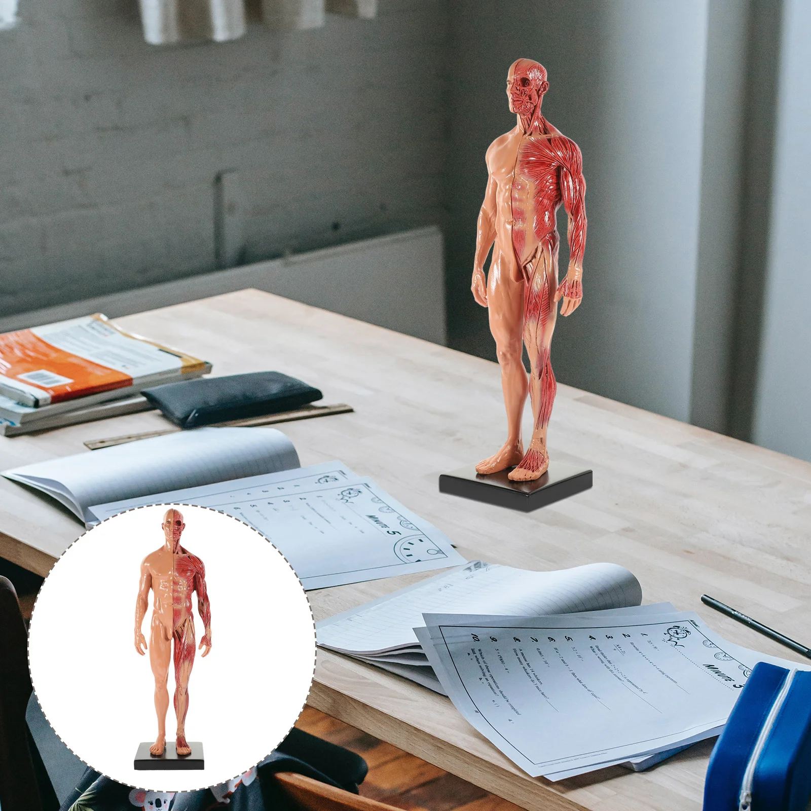 Mannequin-Manaquin-Model-Figure-Mini-Muscle-Anatomical-Body-Anatomy-CG ...