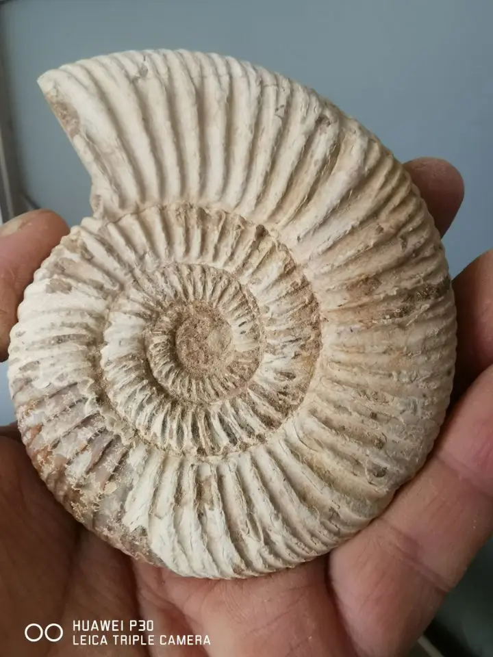 Shell Fossil