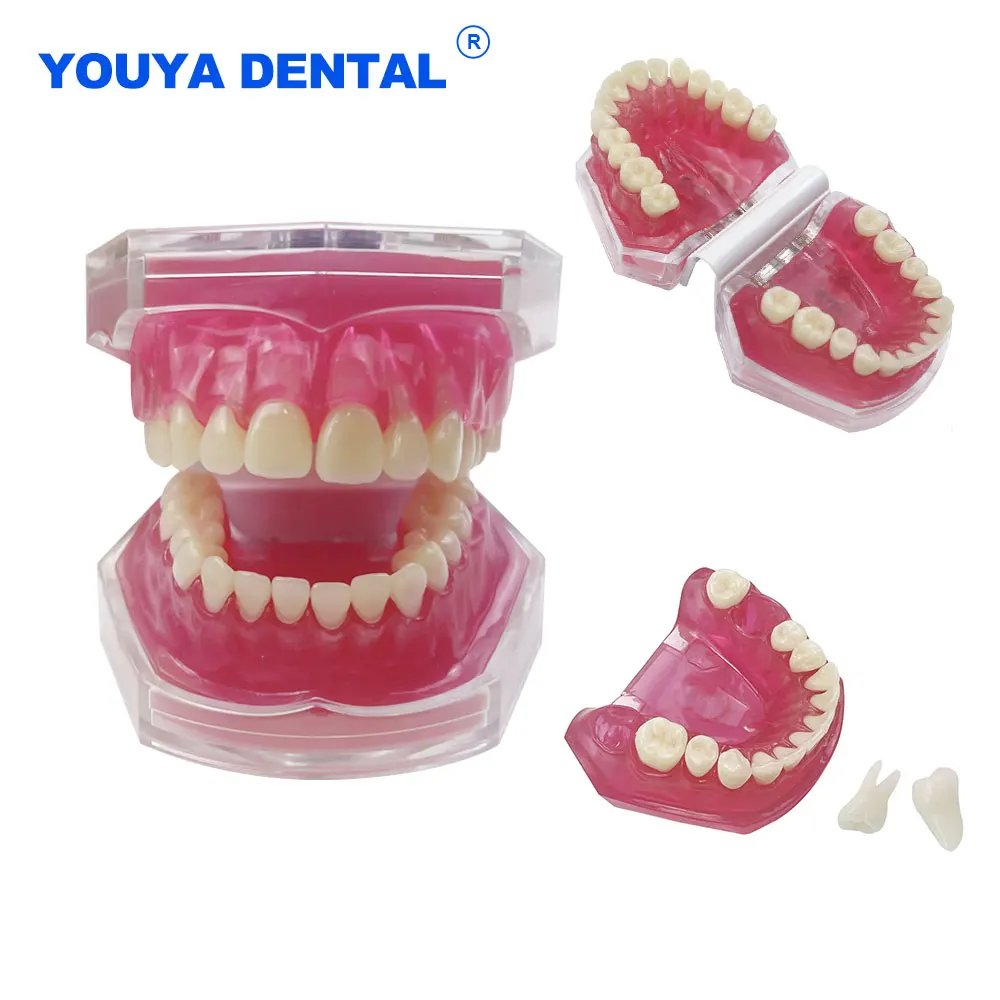 Soft-Gum-Standard-Tooth-Model-Dental-Study-Teaching-Jaw-Model ...