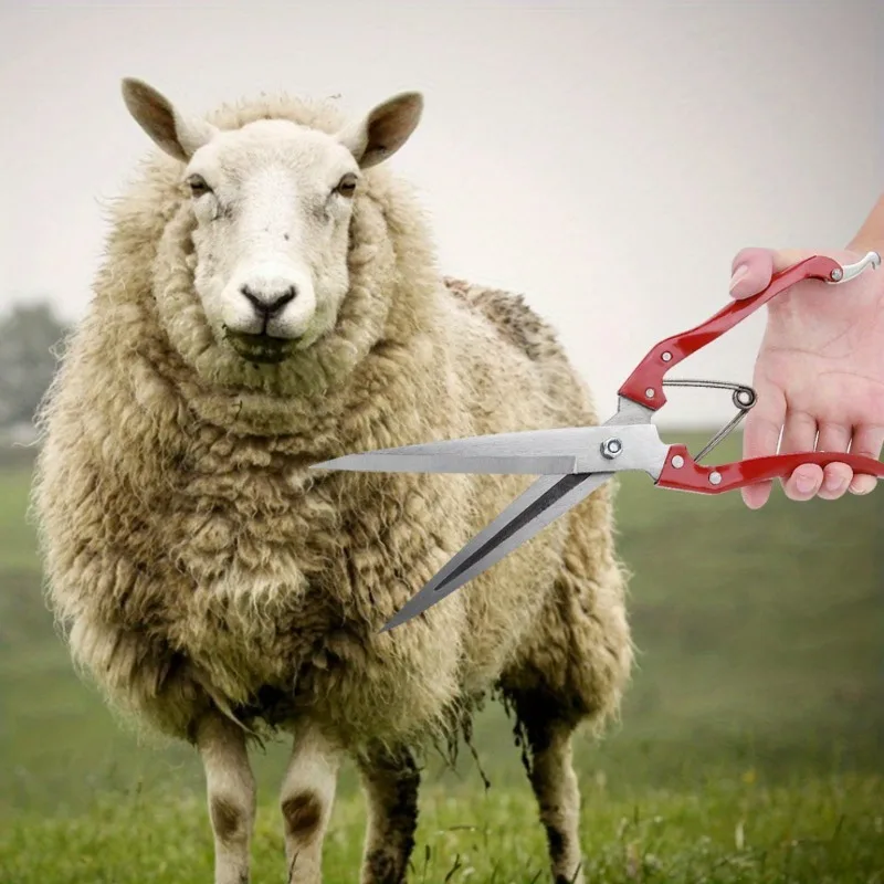Mastering the Art of Shave Sheep: A Comprehensive Guide to Tools and ...