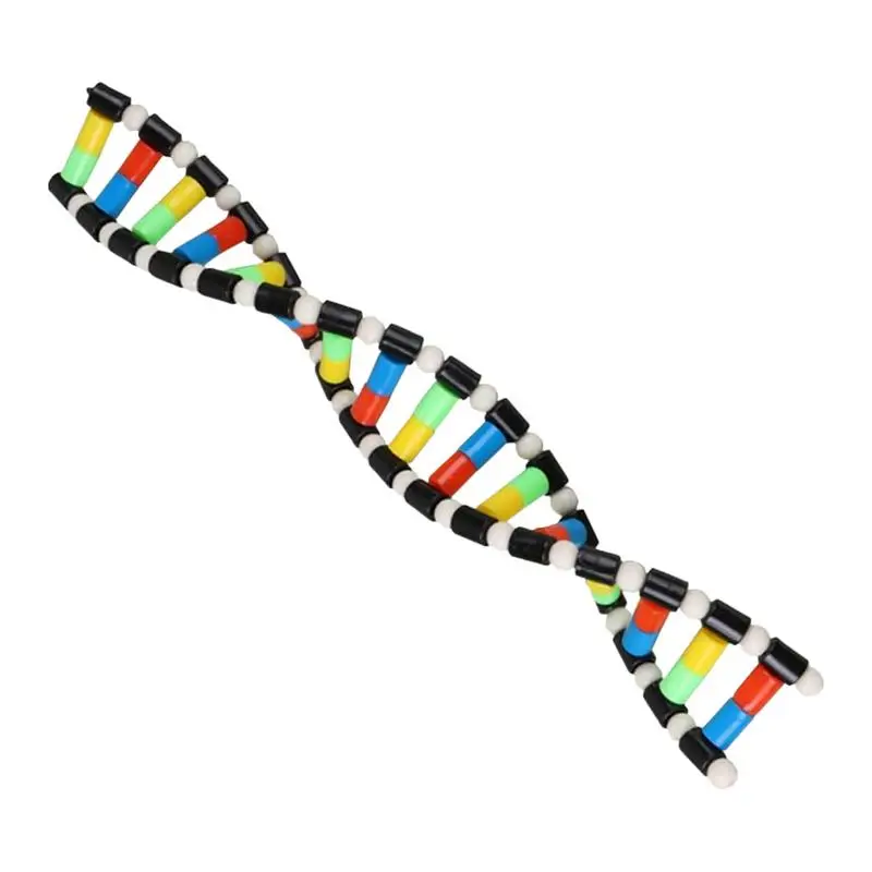 Double-Helix-Kids-DNA-Model-Assembly-Toys-Preschool-Science-Toys ...