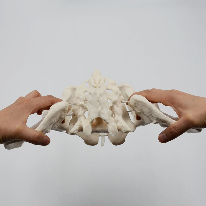 1:1 Movable Pelvis Model Sacrum Hip Bone Female Pelvic Bone Can Bend ...