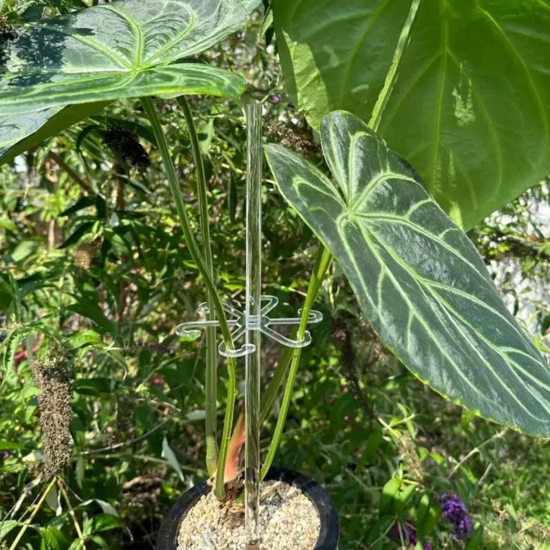 Acrylic-Plant-Stakes-Acrylic-Houseplant-Stem-Supports-Climbing-Plant ...