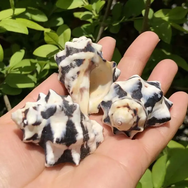 Natural Cow Snail Shell, Hermit Crab Shell Replacement, Scrolled Shell ...