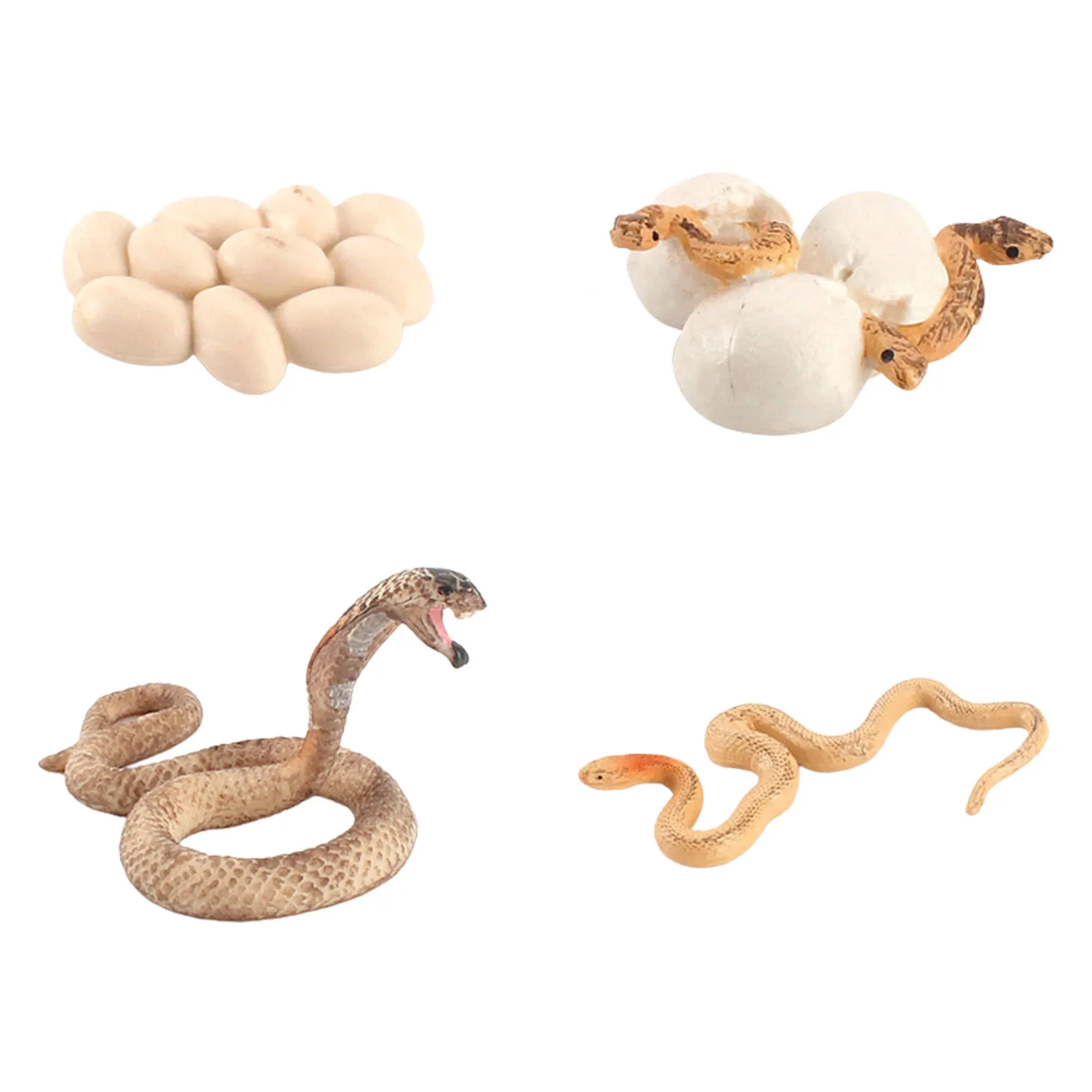 Snake Growth Cycle Growth Cycle Of Boa Snake Snake Model Figure ...