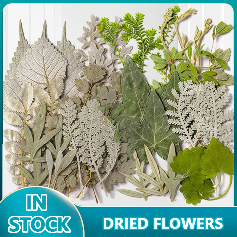 Natural Dried Flowers Pressed Flowers Stickers Dried Leaves Flowers ...