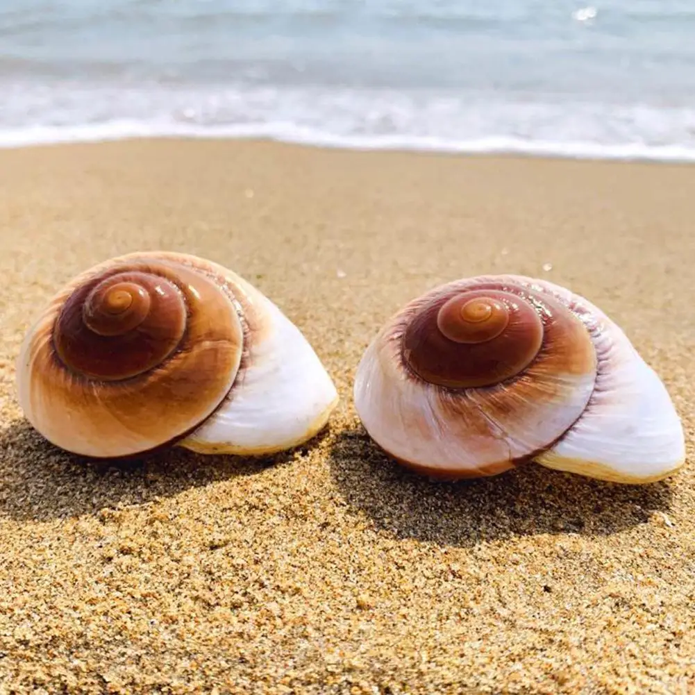 Natural-Conch-Shell-Hermit-Crab-Replacement-Yellow-Bread-Snail-Home ...