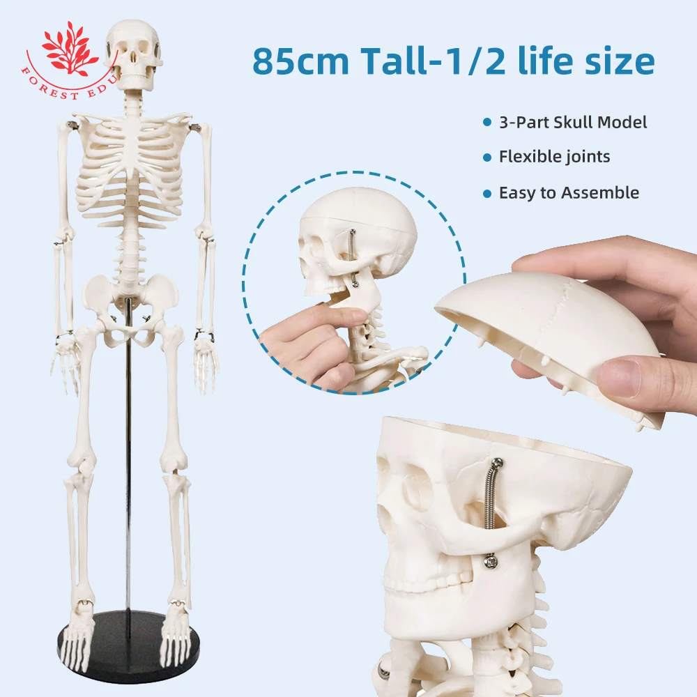 Human-Skeleton-Model-85cm-FRT004-Full-Body-Bone-Mannequin-White-With ...