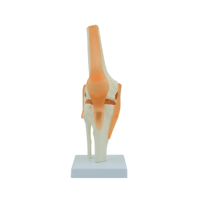 1-1-Flexible-Knee-Joint-Model-with-Ligaments-and-Base-Femur-Tibia-and ...