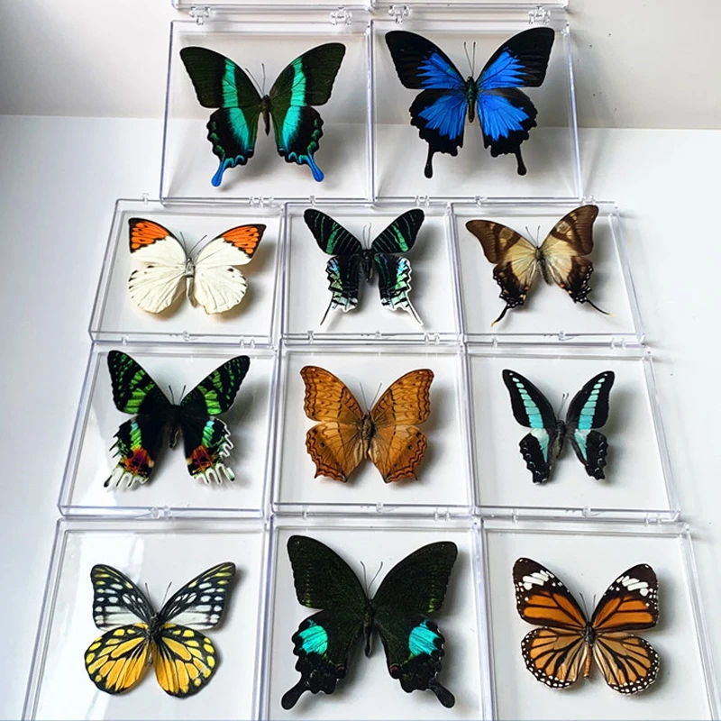 Natural Real Butterfly Specimens Rare And Exquisite Specimens ...