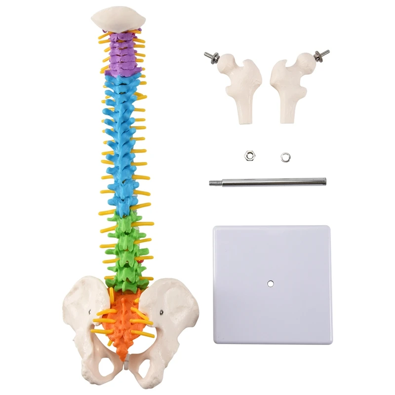 45Cm-With-Pelvic-Human-Anatomical-Anatomy-Spine-Spinal-Column-Model ...