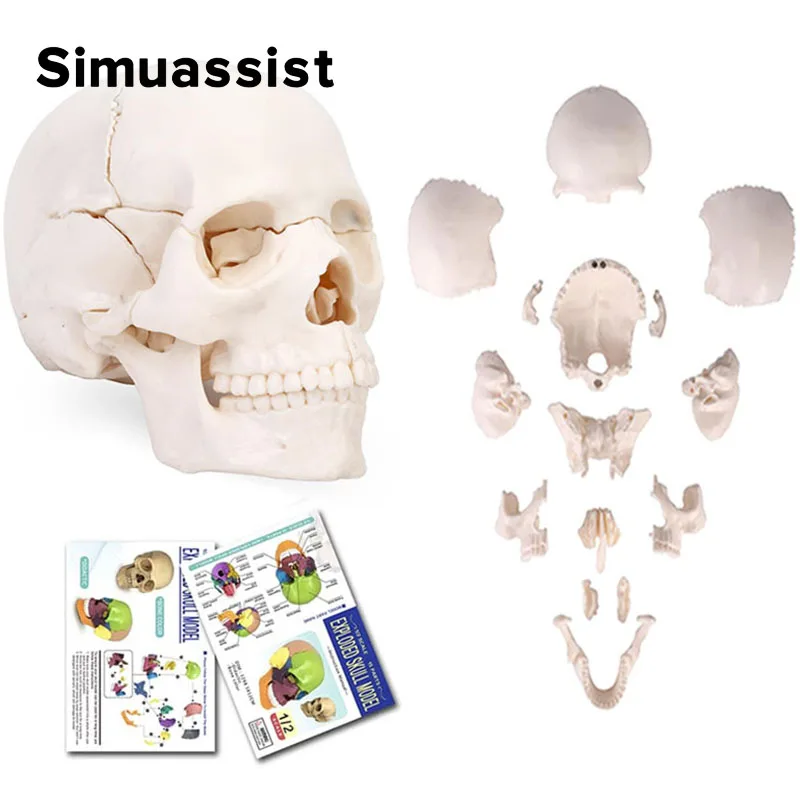 15PCS-SET-4D-Disassembled-White-Mini-Skull-Anatomy-Model-Human-Anatomy ...