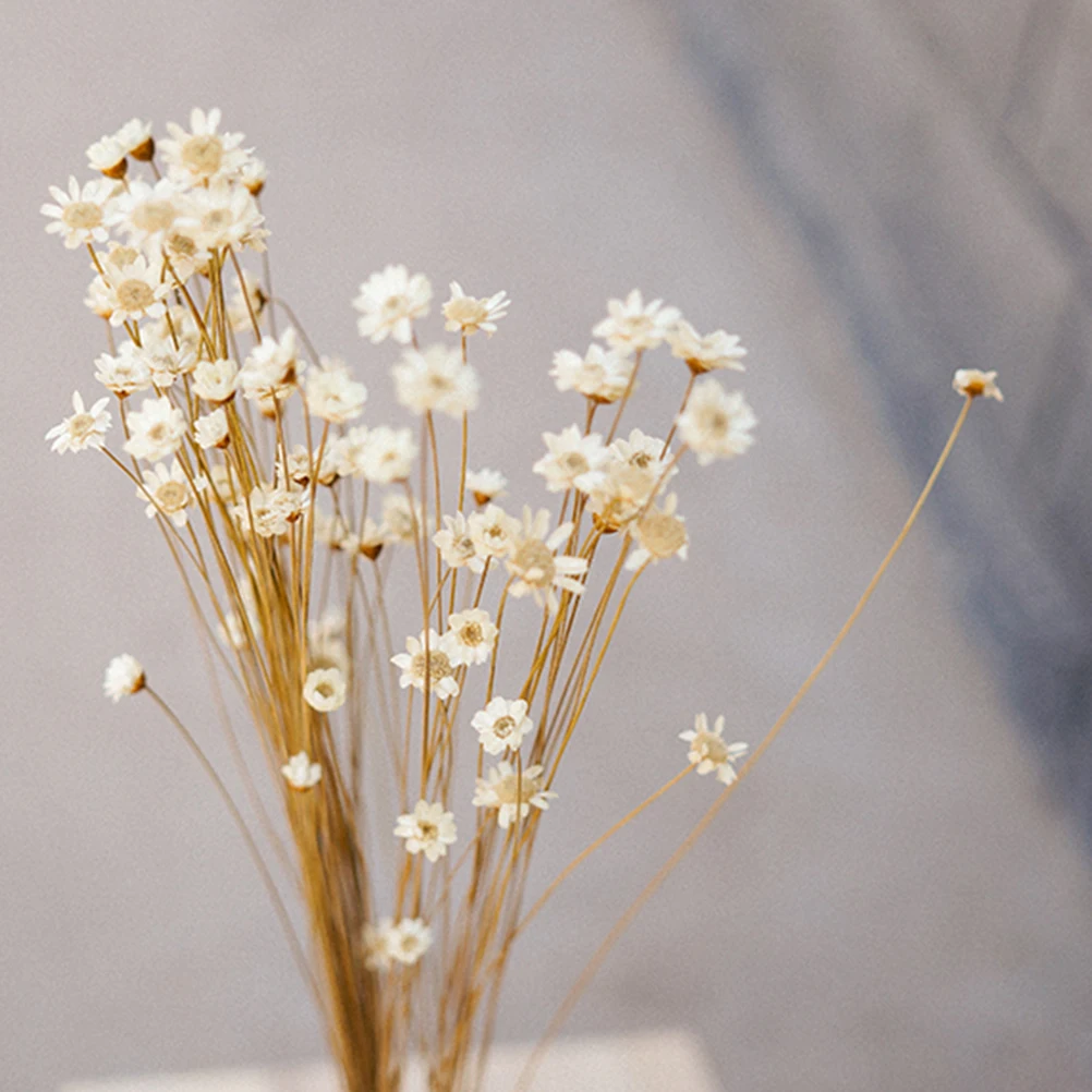 30PCS-Dried-flower-Natural-Daisy-Preserved-Flowers-Delicate-Dried ...