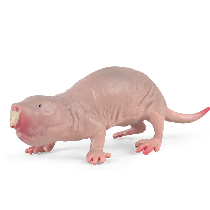 Simulación sólida de Topo desnudo, rata, Animal salvaje, modelo de rata ...
