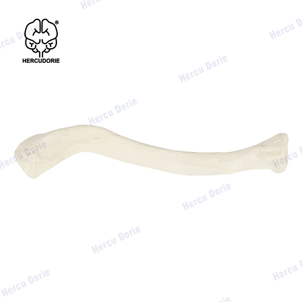 Real Clavicle Bones