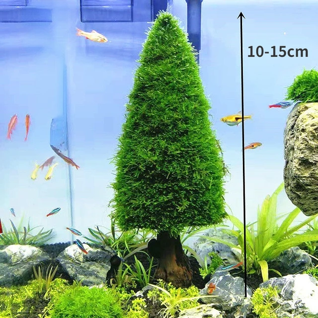 Java Moss Tree