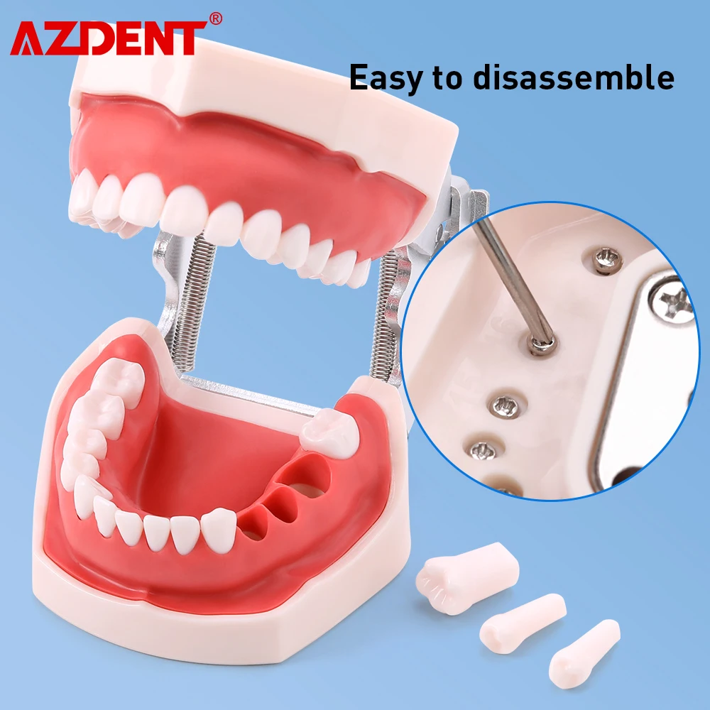 AZDENT-Teeth-Model-Training-Typodont-Resin-Dental-Model-For-Dental ...
