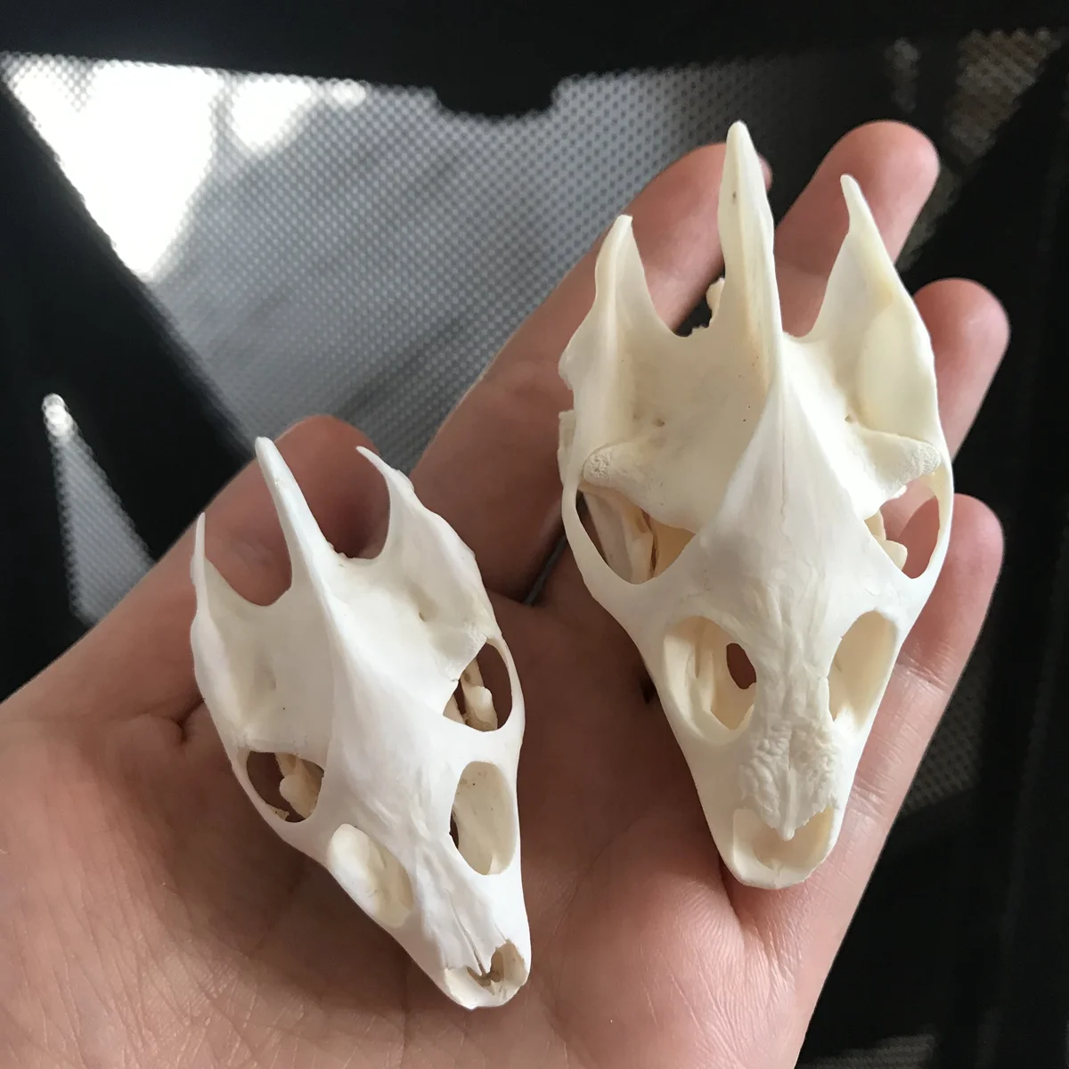 1 Real Large Complete Sea Turtle Skull Specimen Collectibles Gifts ...