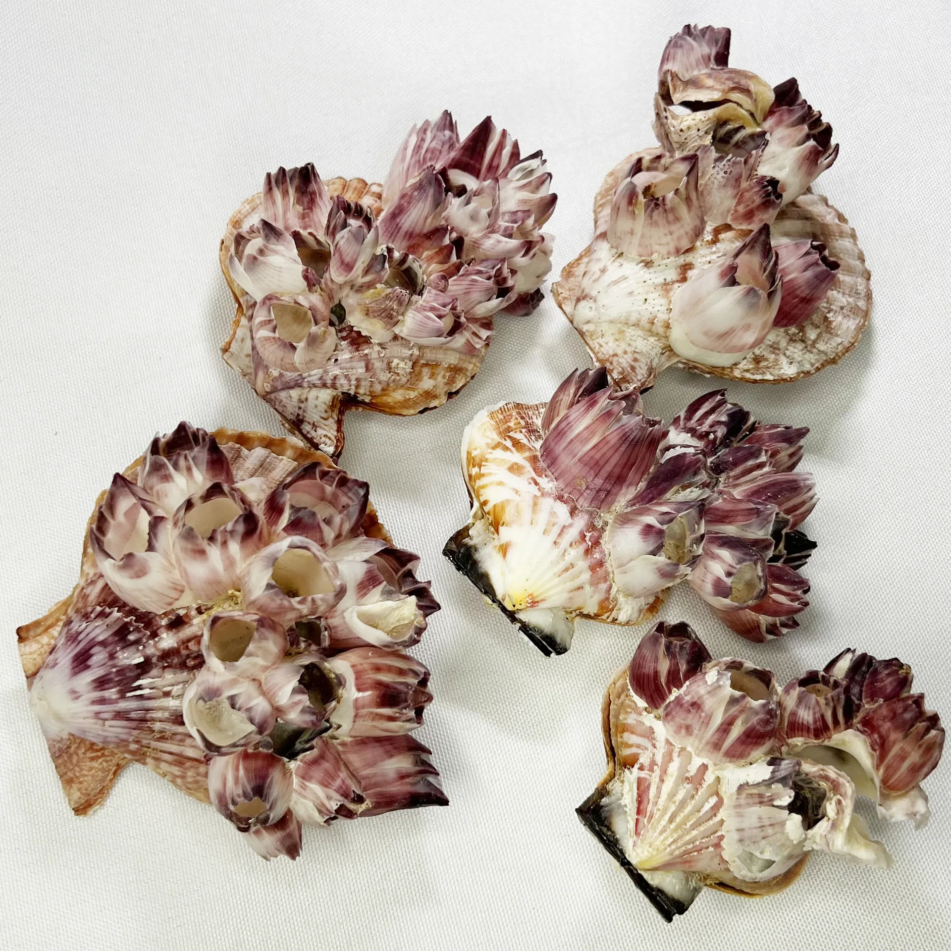 Natural Balanus & Pecten Shells - Barnacle and Scallop Aquarium Decor ...