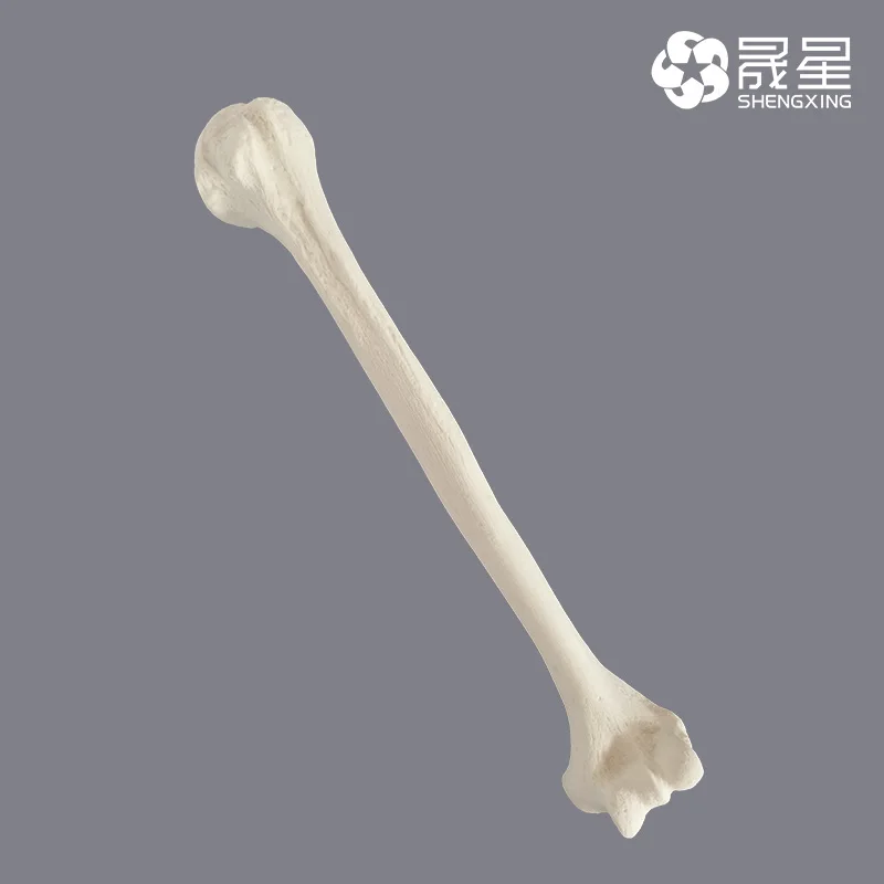Humerus-artificial-humerus-bone-Sawbones-workshop-preoperative ...