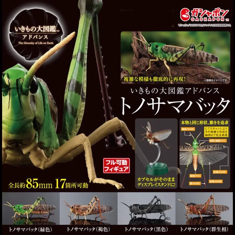 BANDAI-Original-Gashapon-Cute-Biology-Map-Artificial-Insec-Locust ...