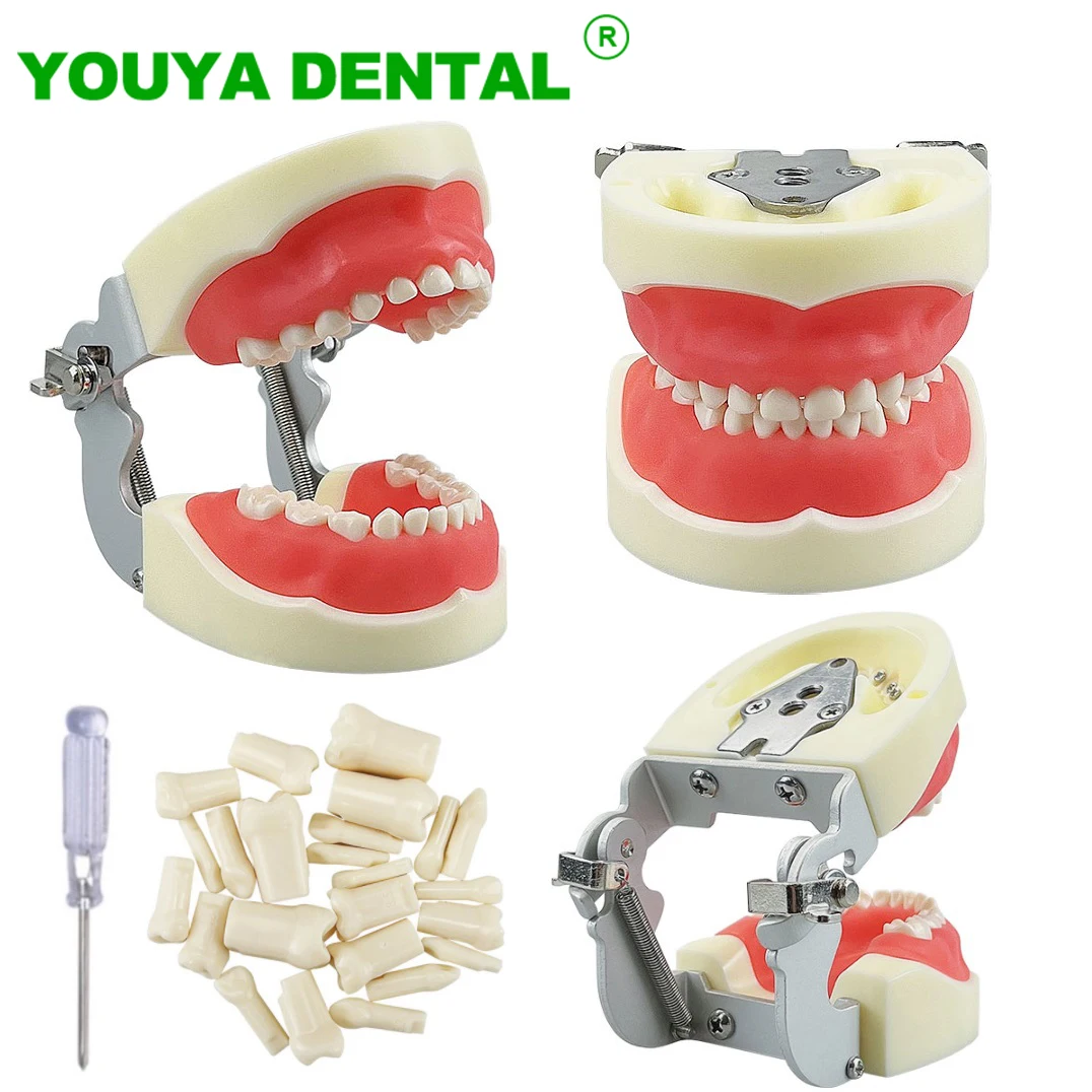 Child Dental Model With 24pcs Removable Resin Teeth Typodont Jaw Model ...