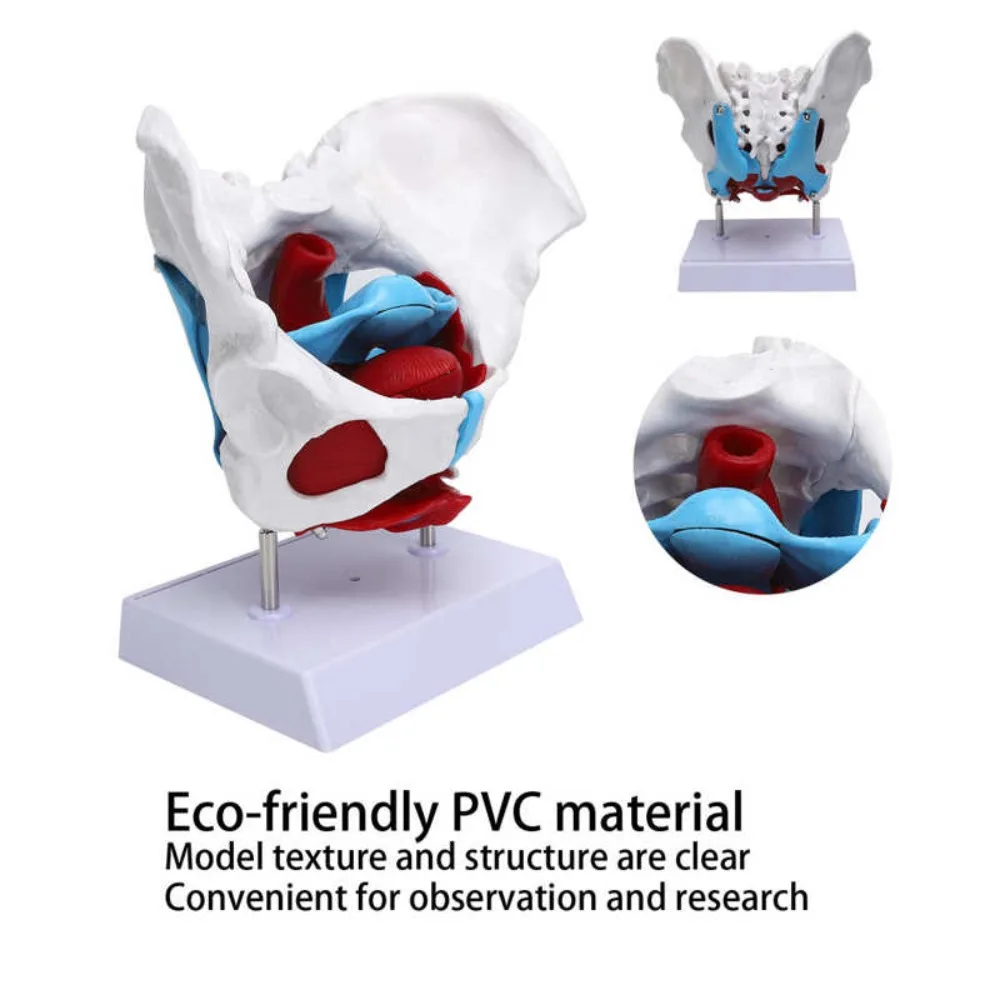 Detachable-Pelvis-Model-Sacrum-Hip-Bone-Female-Pelvis-Muscle-Female ...