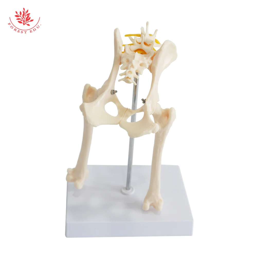 Kedi-Pelvis-k-pek-bel-kal-a-eklem-modeli-hayvan-anatomisi-modeli ...