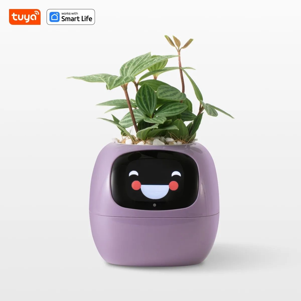Purple-Tuya-Ivy-Smart-Planter-Endless-Fun-Over-49-Rich-Expressions-7 ...
