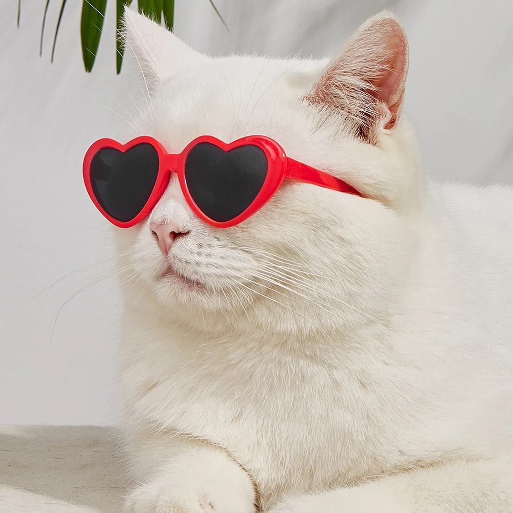 Cute Cat With Sunglasses