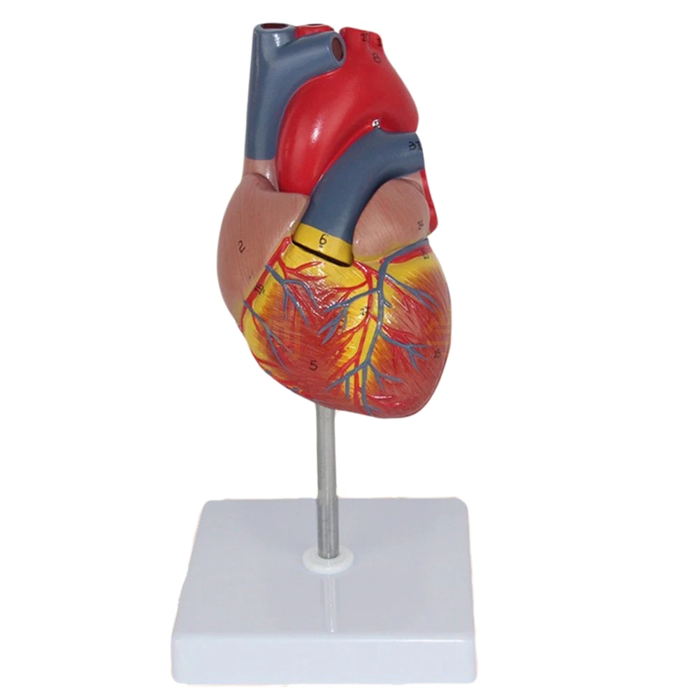 Plastic Heart Model Labeled