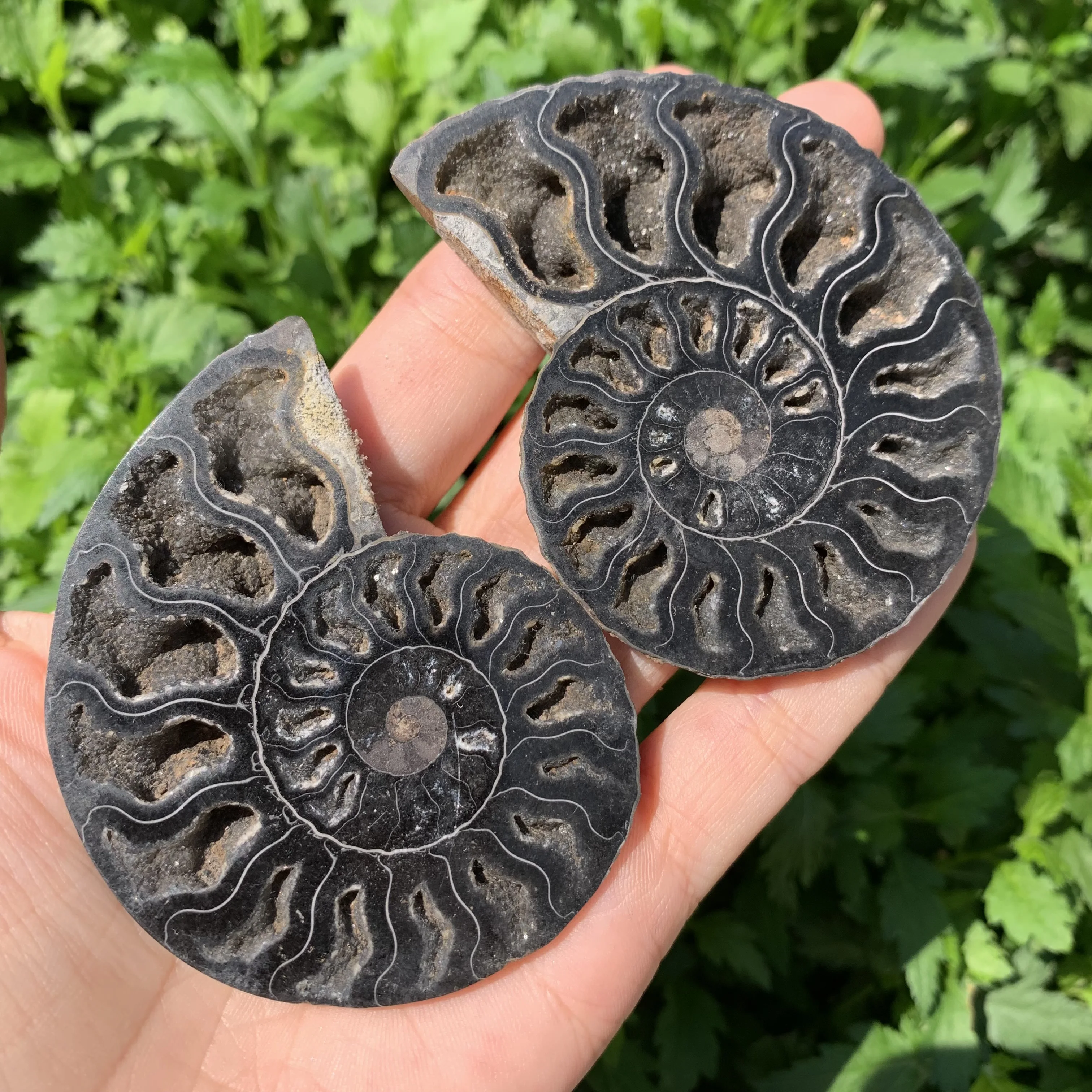 100-120g-Natural-Conch-Stone-Black-Ammonite-Madagascar-Teaching ...
