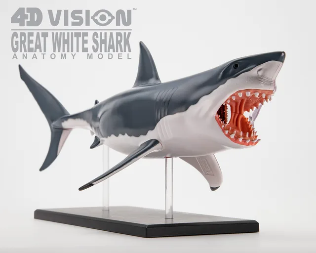 Great White Shark Anatomy Model