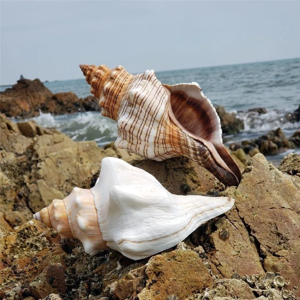 Horse Conch Shells