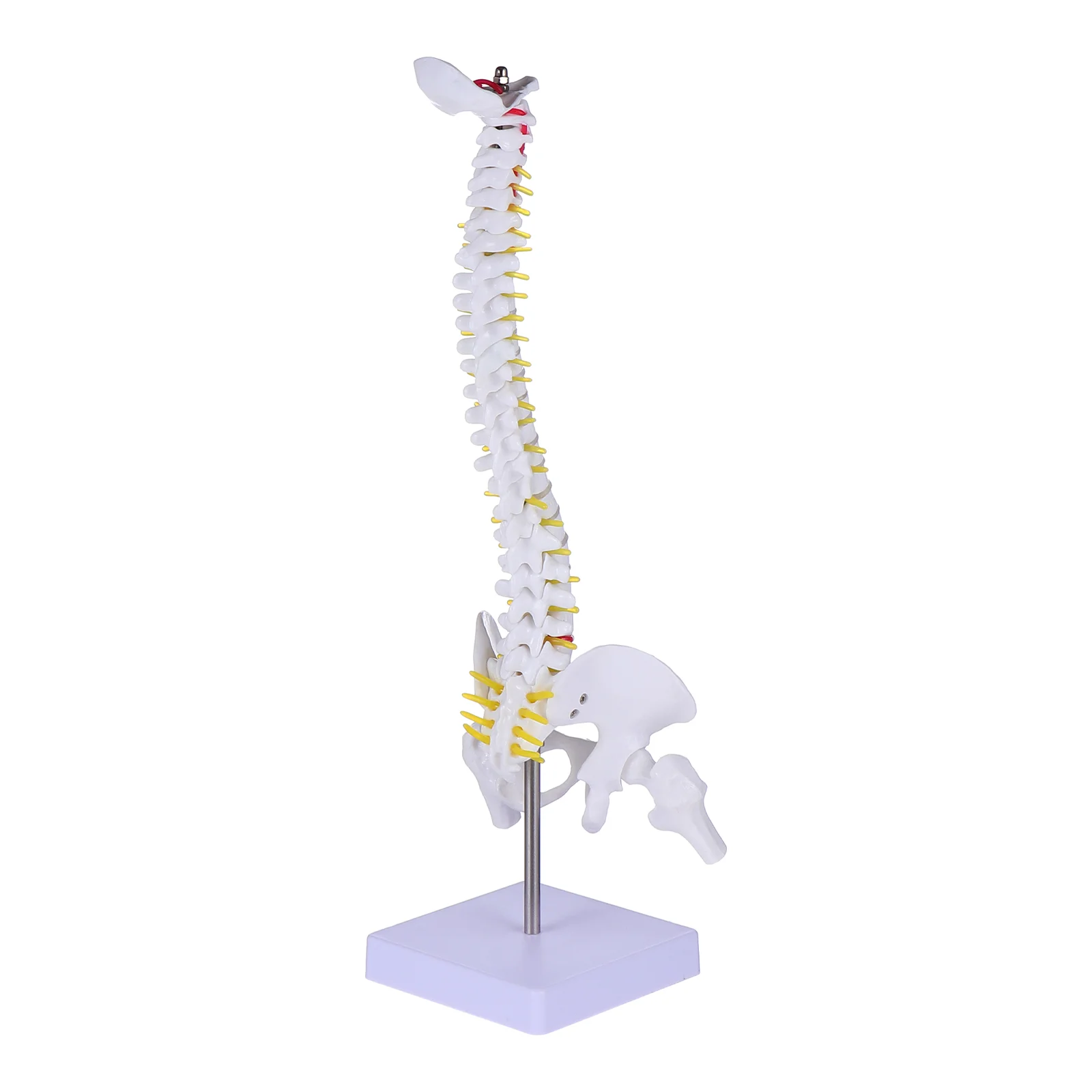 Model Spine Anatomy Human Spinal Anatomical Models Training Lumbar ...