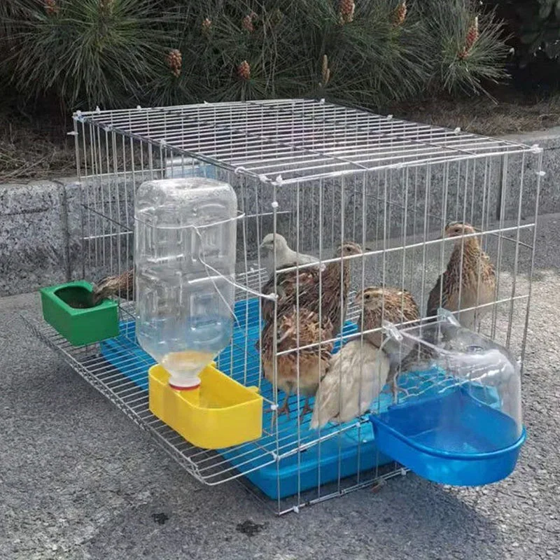 levage-de-ferme-familiale-dans-la-cour-cailles-poussins-oiseaux-perdrix ...
